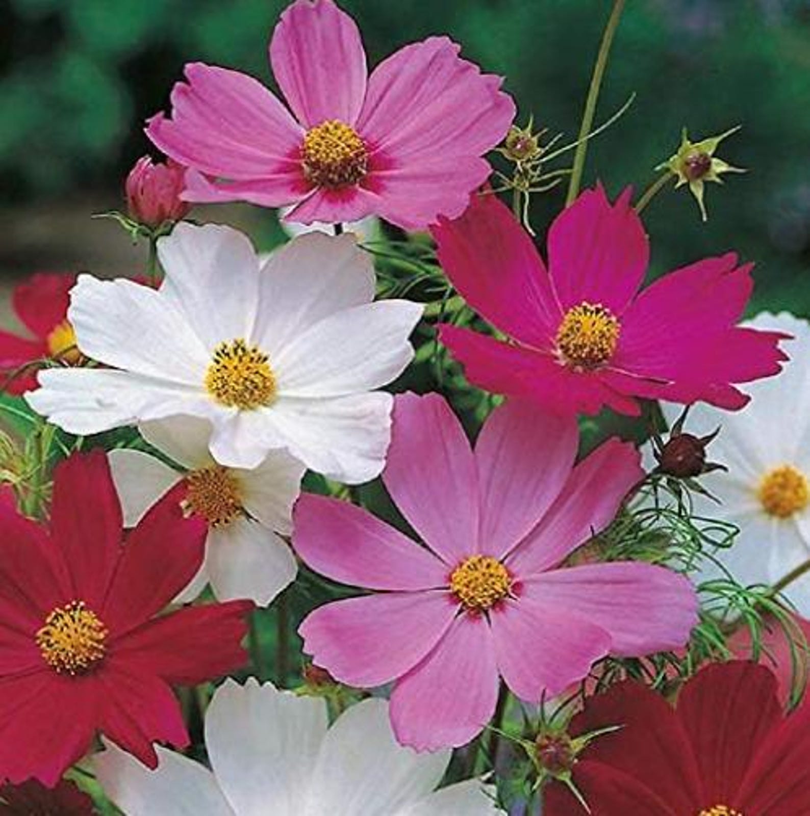 100 Dwarf Cosmos Mix Flower Seeds, Pink, White, Maroon - Etsy