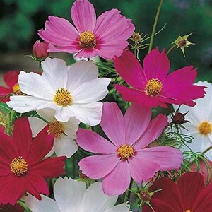 100 Dwarf Cosmos Mix Flower Seeds, Pink, White, Maroon - Etsy