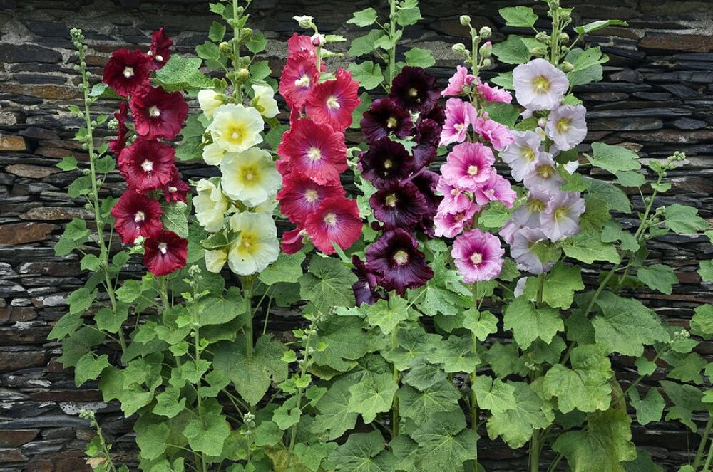 50 Hollyhock Mix Seeds Alcea Rosea Heirloom Hollyhock Seeds - Etsy