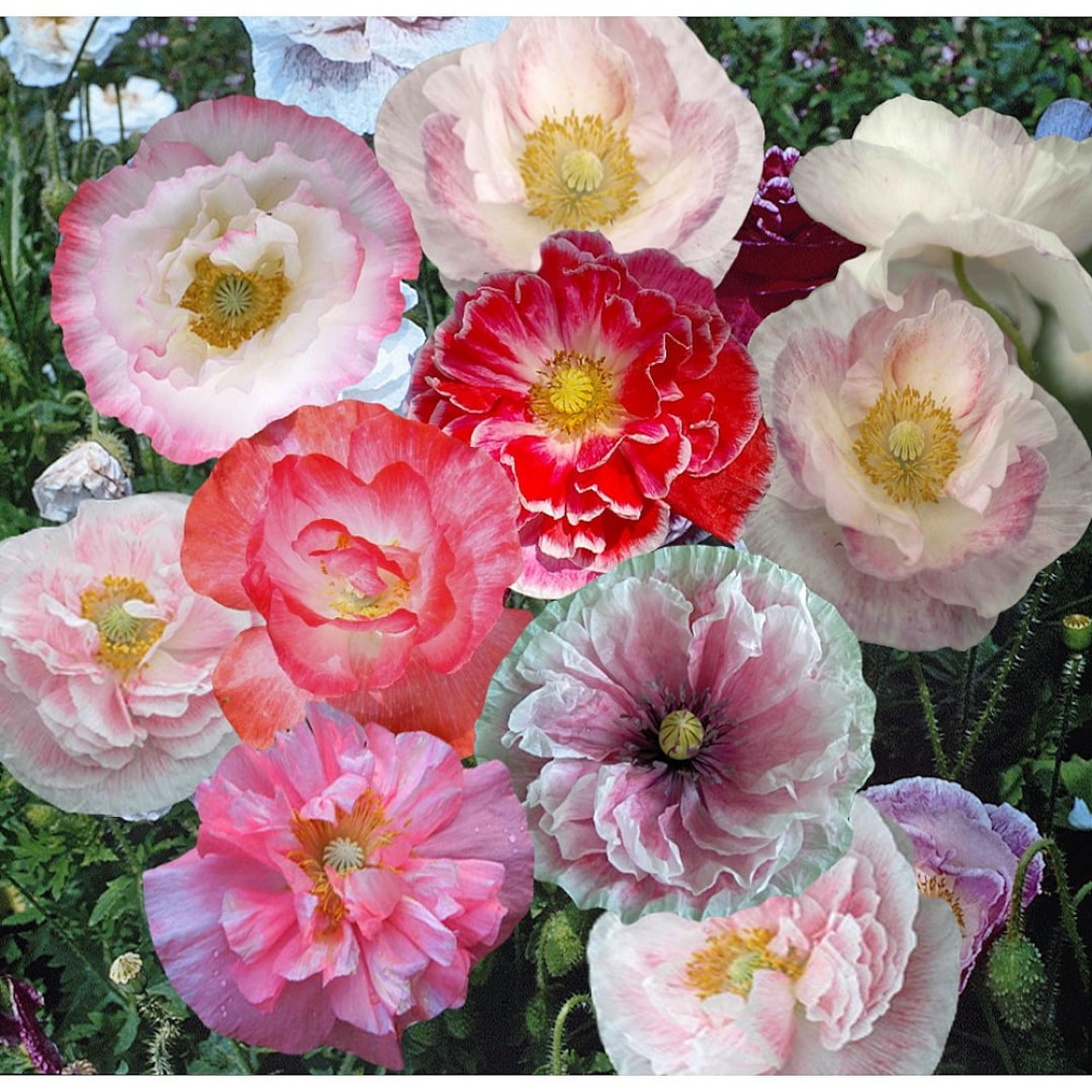 500 Shirley Poppy Double Mix Flower Seeds | Double Petals Perennial - Etsy
