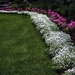 Alyssum Flower Seeds Mix Royal Carpet Perennial Borders and - Etsy