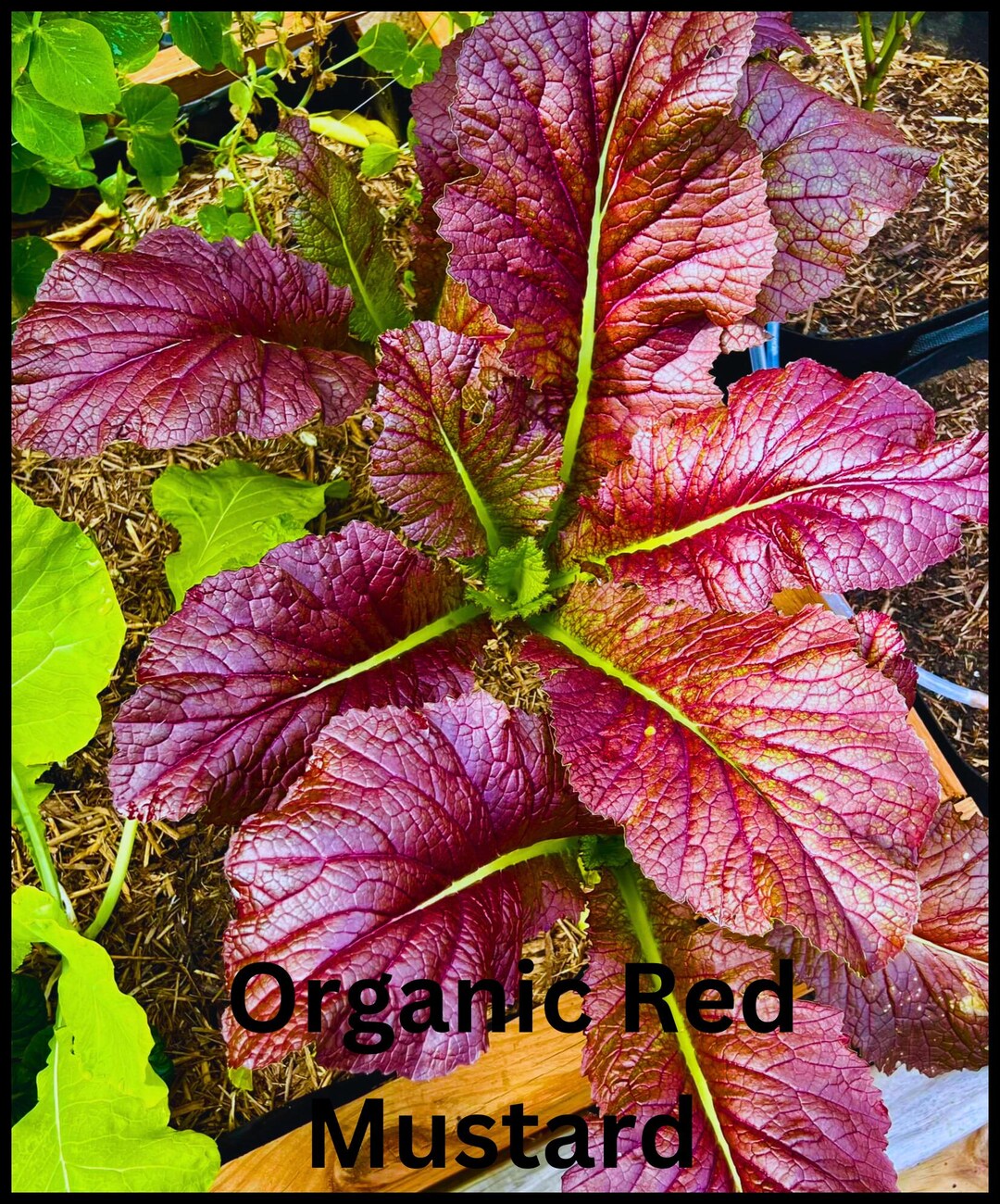 100 Red Mustard Giant Seeds, Tender Greens, Organic, Non Gmo - Etsy
