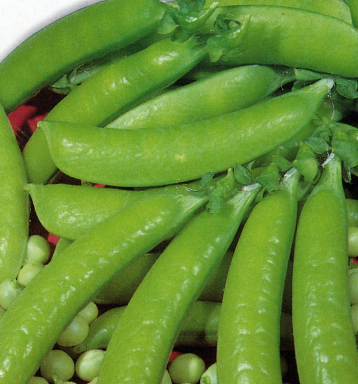 Half Pint Sugar Pea Seeds Dwarf Peas Tom Thumb Great for - Etsy