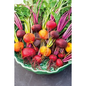 400 Heirloom Beets Rainbow Mix Seeds, Non Gmo Organic Seeds - Etsy
