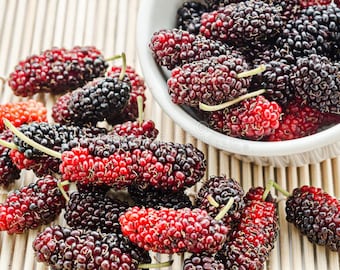 Red Mulberry Tree Morus Rubra Live Plant 1-2 Feet Tall - Etsy