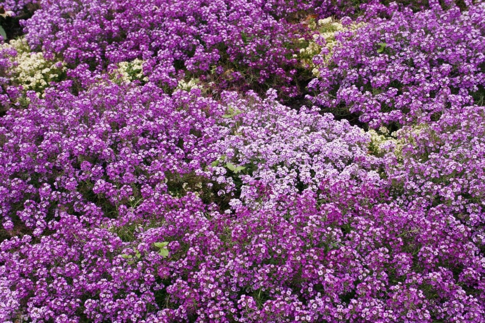 Alyssum Flower Seeds Mix Royal Carpet Perennial Borders and - Etsy