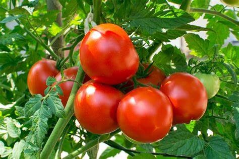 30 Heirloom Tomato Fireworks Seeds, Organic, Non Gmo 55 Days, Texas ...