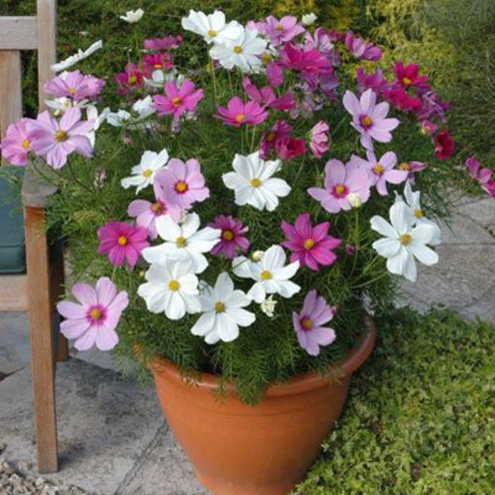 100 Dwarf Cosmos Mix Flower Seeds, Pink, White, Maroon - Etsy