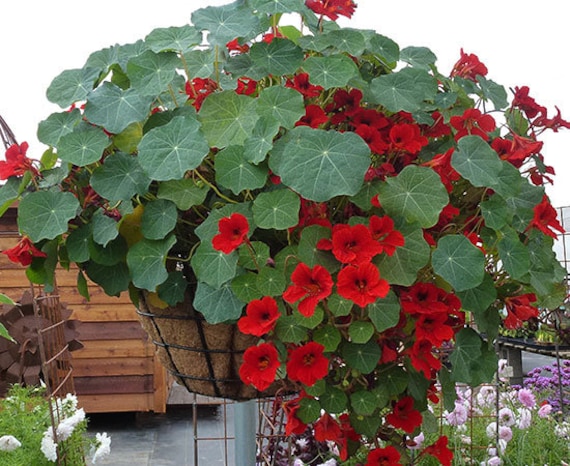 50 Nasturtium Flower Seeds Scarlet Red Empress of India | Etsy
