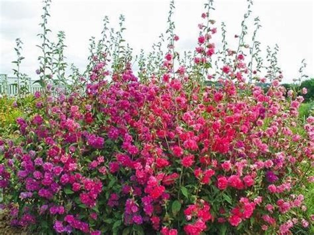 Clarkia Double Bloom Flower Mix Seeds - Rocky Mountain Garland Flower ...