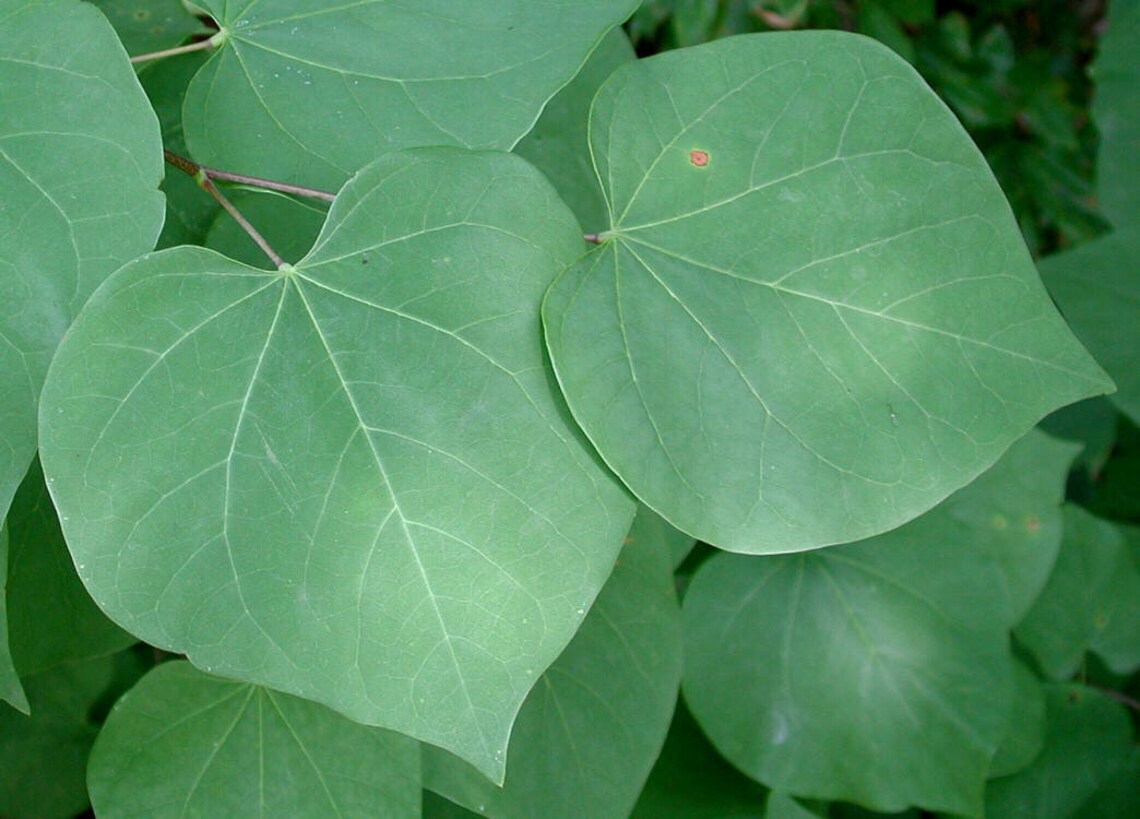 15 Heirloom Chinese Redbud Tree Seeds. USA Beautiful Pink - Etsy