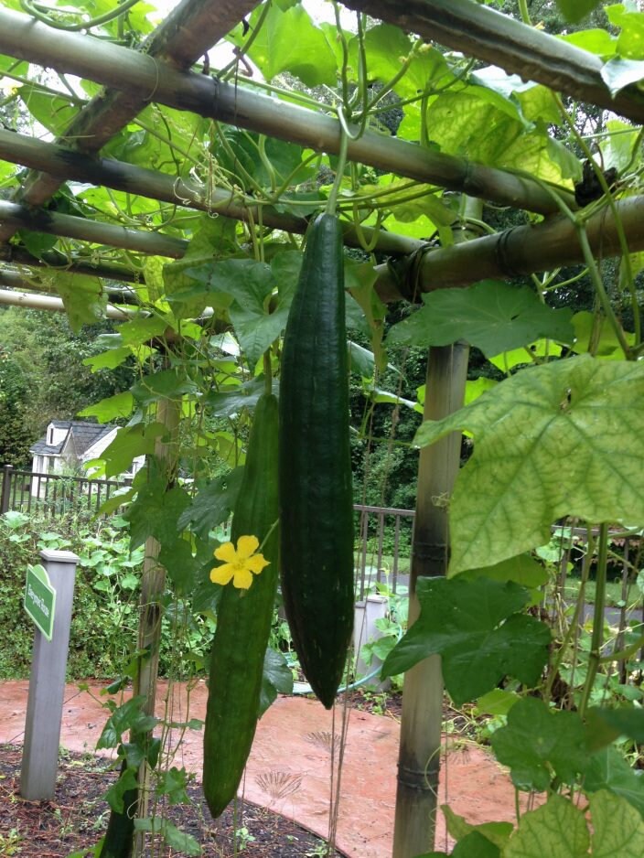 20 Loofah Sponge Gourd Seeds Luffa Gardening - Etsy