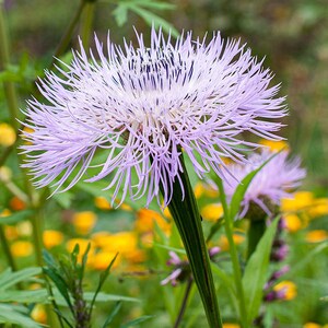 50 AMERICAN Star Flower Seeds Centaurea Aloha American Rose, American ...