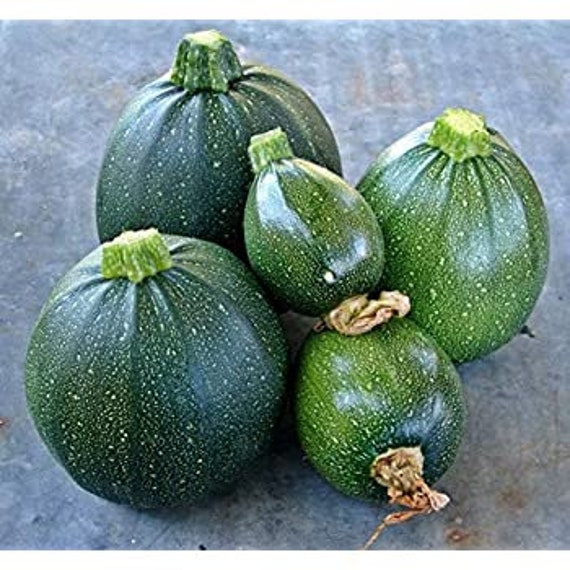 Non GMO #395M Italian Squash seeds Grey Round Squash seeds 10 Zucchini ...