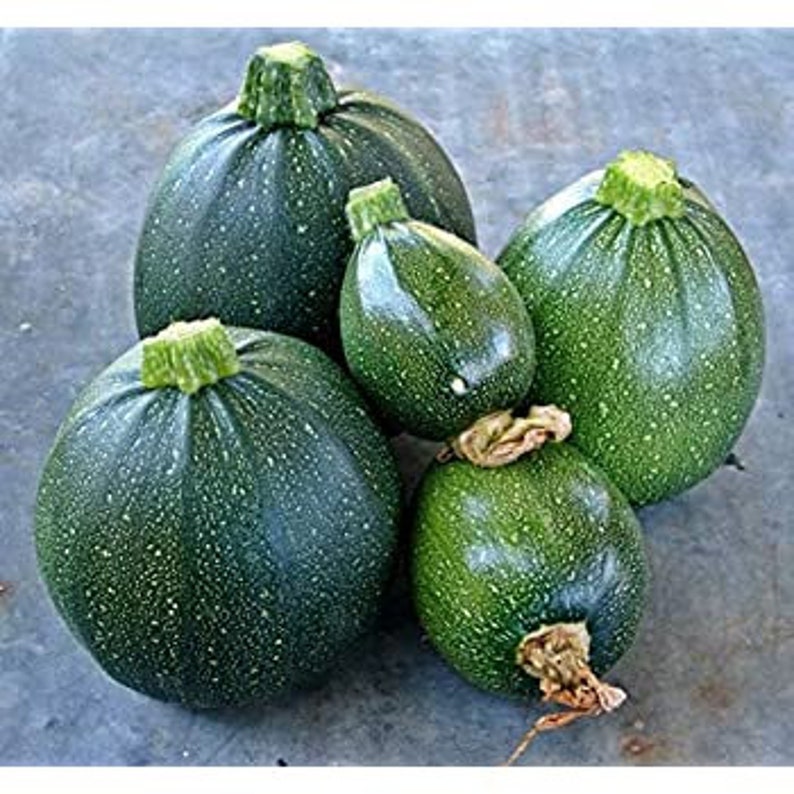 60 Round Zucchini Squash Seeds Tatume Zucchini Cucurbita | Etsy