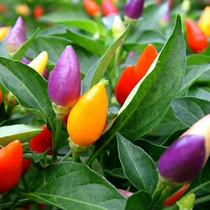 Pepper Seeds, Heirloom Chinese Five Color Pepper Seeds, Hot Peppers ...