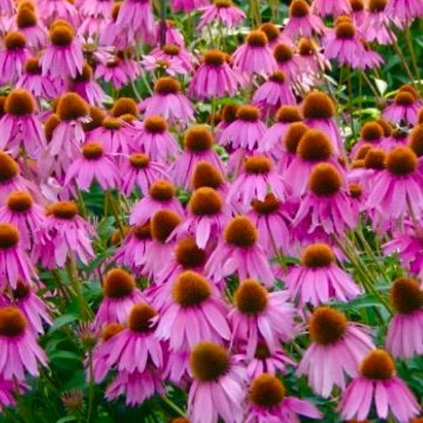 Purple Cone Flower - Etsy