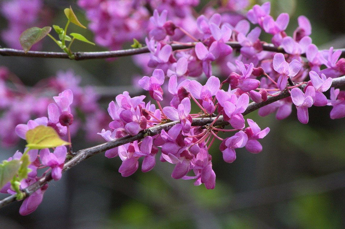 15 Heirloom Chinese Redbud Tree Seeds. USA Beautiful Pink - Etsy