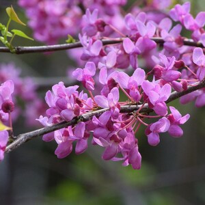15 Heirloom Chinese Redbud, Tree Seeds. USA, Beautiful Pink Flowers ...