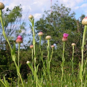50 AMERICAN Star Flower Seeds Centaurea Aloha American Rose, American ...