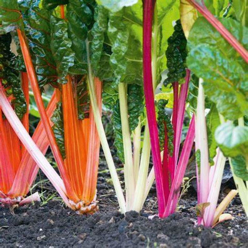 400 Rainbow Swiss Chard Seed Mix, Five Color - Heirloom, Organic, Non ...