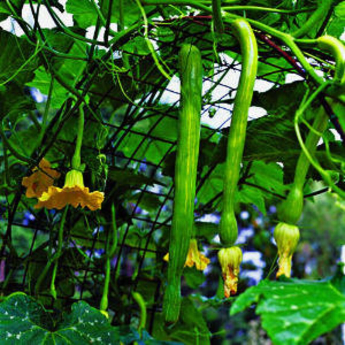 Heirloom Zucchini Vining Squash Seeds Tromboncino - Etsy