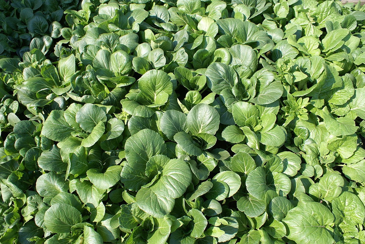 Shanghai Heirloom Pak Choi Seeds, Baby Bok Choy Organic, Non Gmo - Etsy