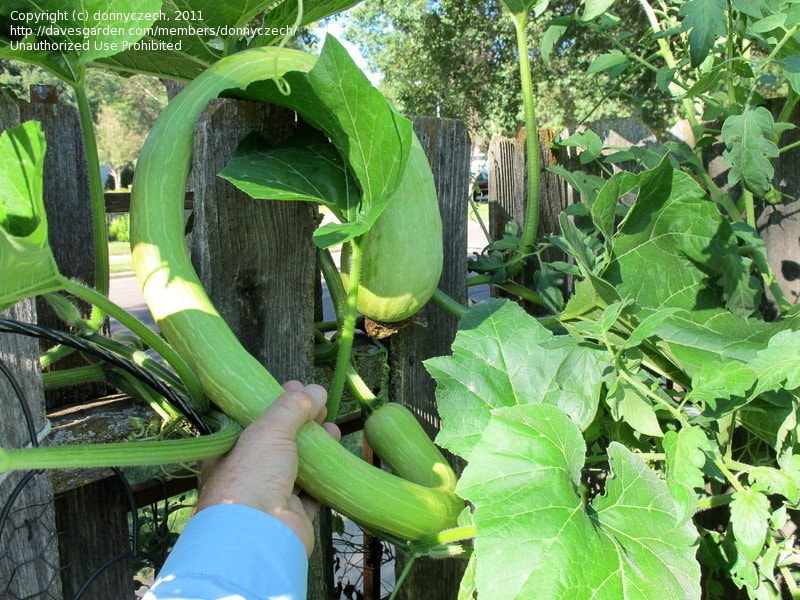 Heirloom Zucchini Vining Squash Seeds Tromboncino - Etsy