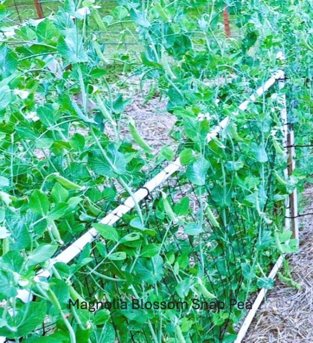 50 Sugar Snap Pea Seeds - Magnolia Blossom Heirloom Organic Non Gmo ...