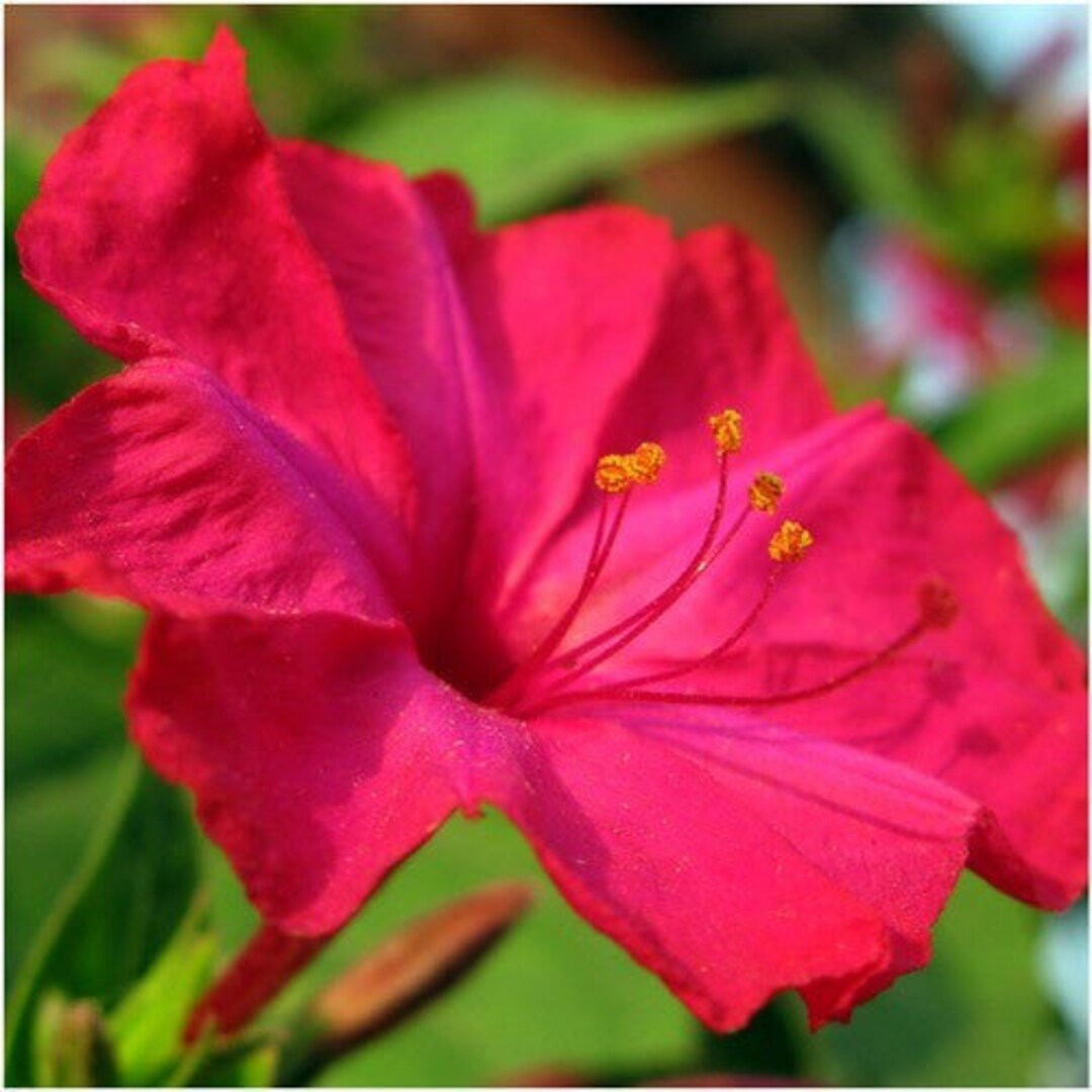 50 Red Four O'clock Flower Seeds - Mirabilis Jalapa Perennial - Etsy