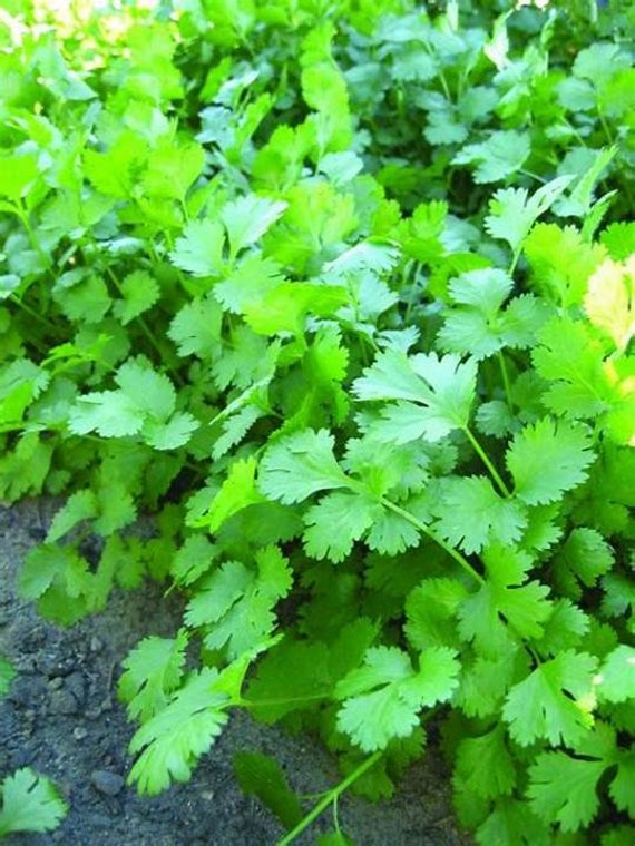 Home & Living Heirloom Cilantro Seeds Herb Garden Organic Seed Non Gmo ...