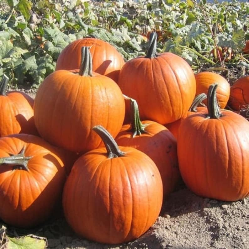 30 Heirloom Pumpkin Mix Seeds, 3 Varieties, Howden, Mammoth, Jack O ...