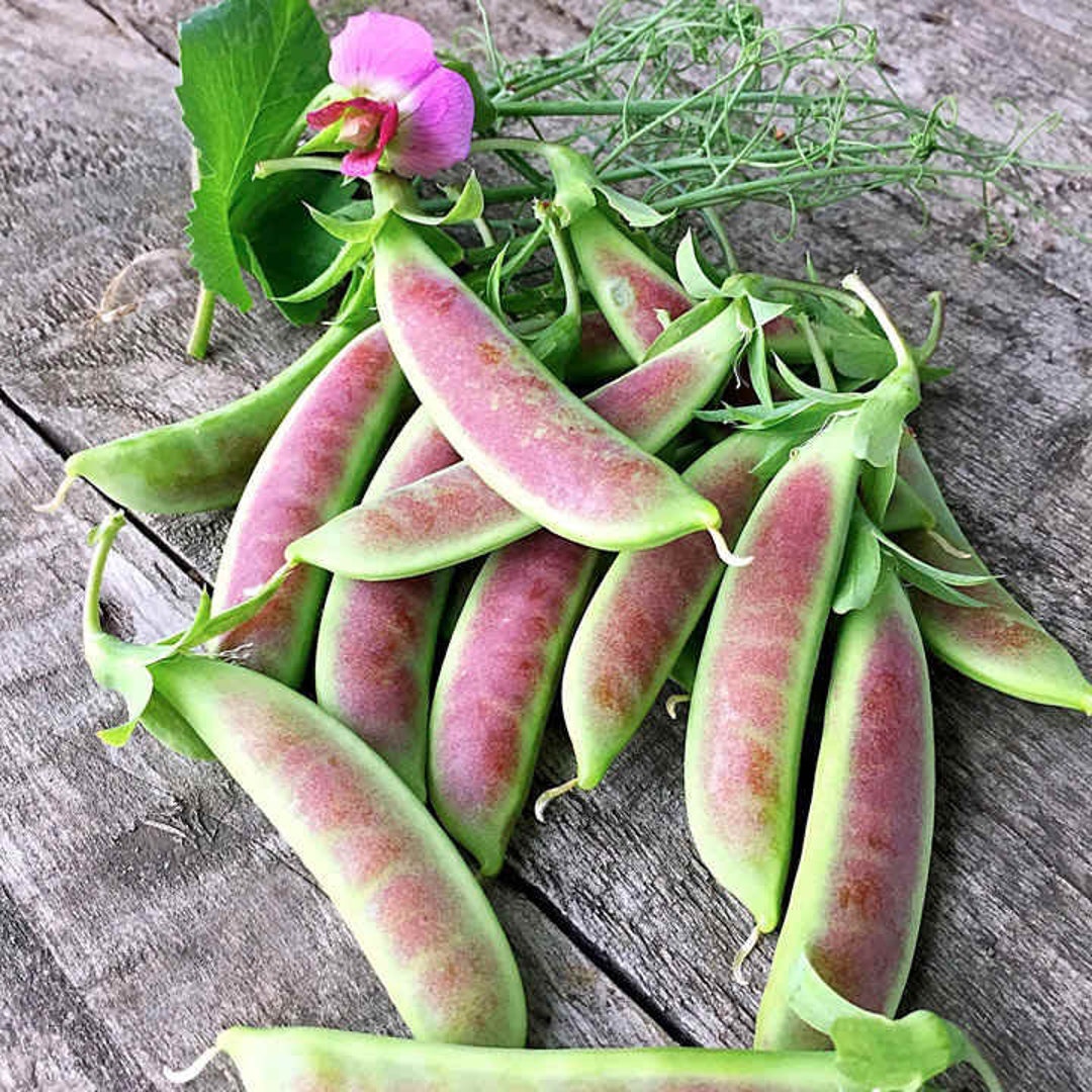 Sugar Snap Pea Seeds - Spring Blush Sugar Snap Pea 30-200 SEEDS Organic ...