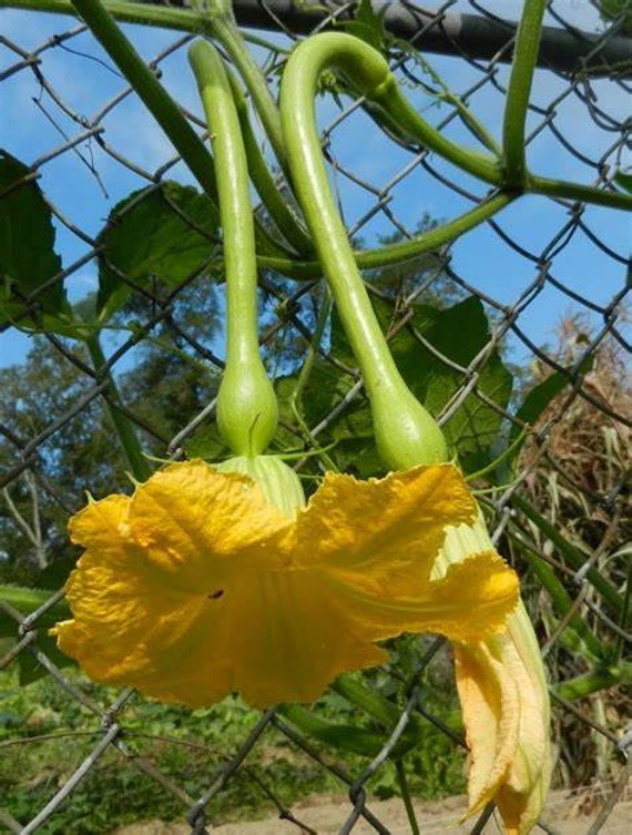 Heirloom Vining Zucchini Varieties