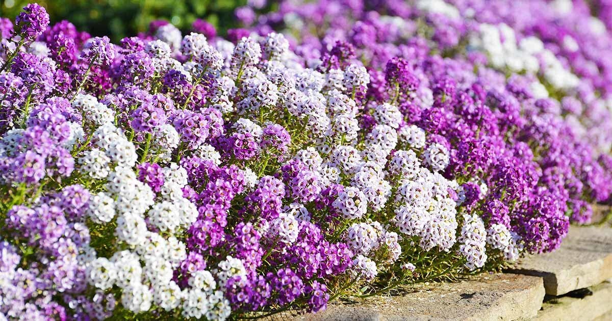Alyssum Flower Seeds Mix Royal Carpet Perennial Borders and - Etsy