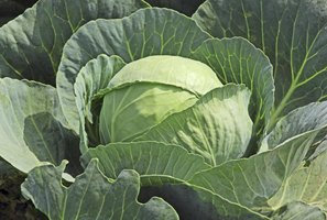 Heirloom Cabbage Seeds, Brunswick, Organic, Non Gmo - Etsy