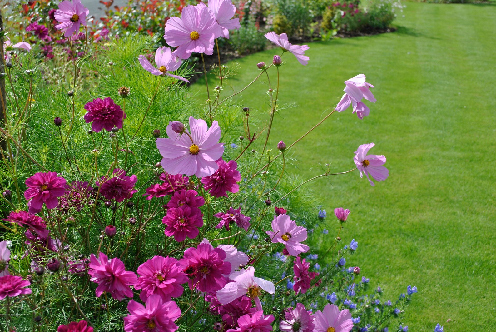 200 Tall Cosmos Mix Flower Seeds Pink White Maroon | Etsy