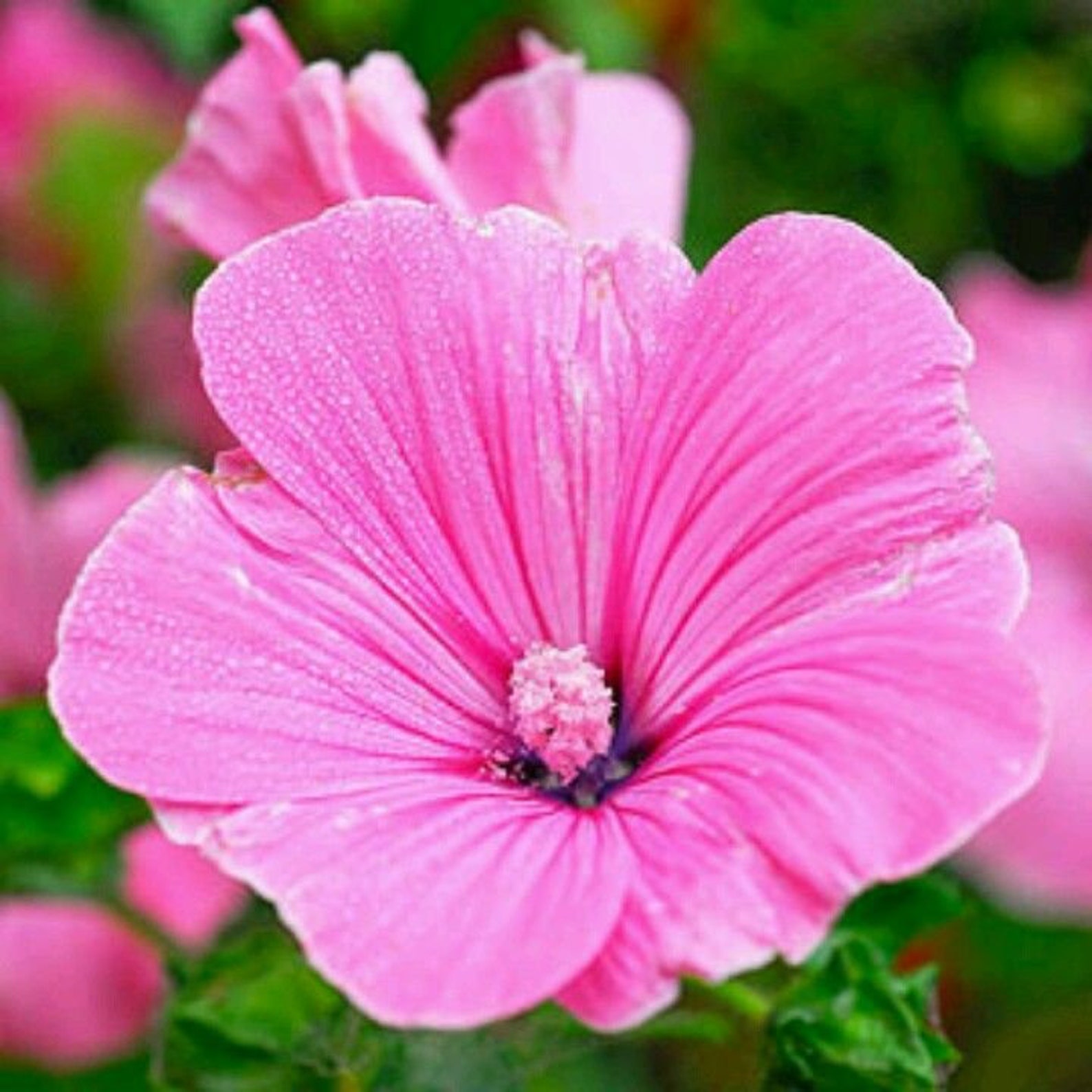 100 Tree Mallow Flower Seeds Rose Mallow Lavatera - Etsy