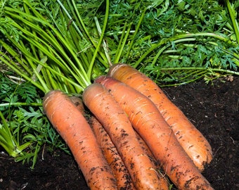 Kyoto Red Carrot, Japanese Heirloom, 100 Rare Seeds, Non GMO, Super ...