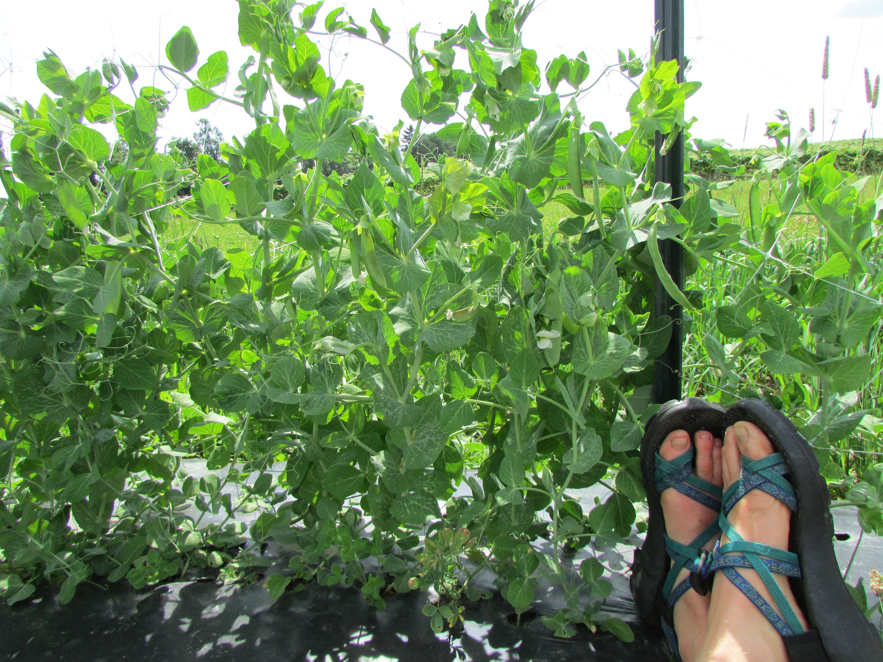 Half Pint Sugar Pea Seeds Dwarf Peas Tom Thumb Great for - Etsy