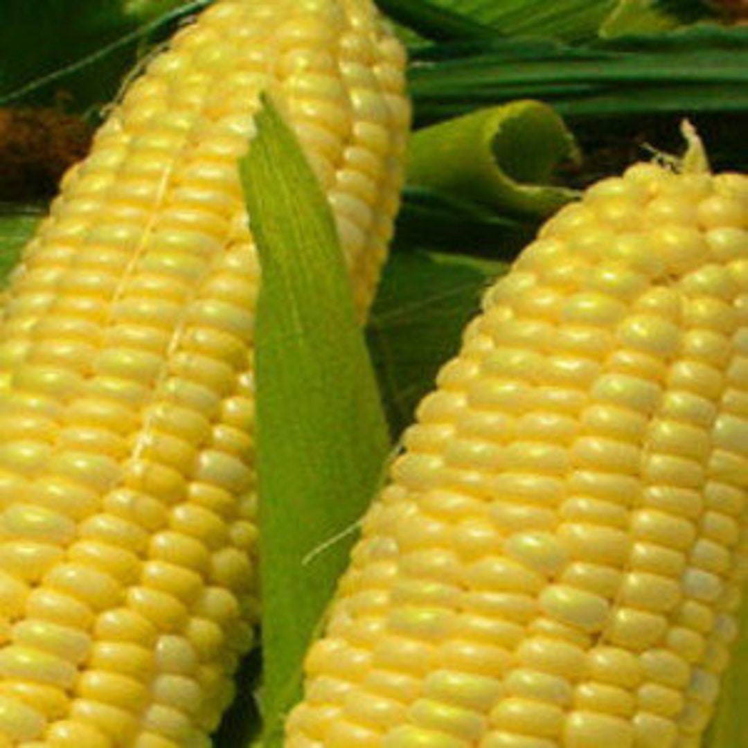 Heirloom Corn Seeds, Bantom Corn Organic, Non Gmo, From USA 30-200 ...