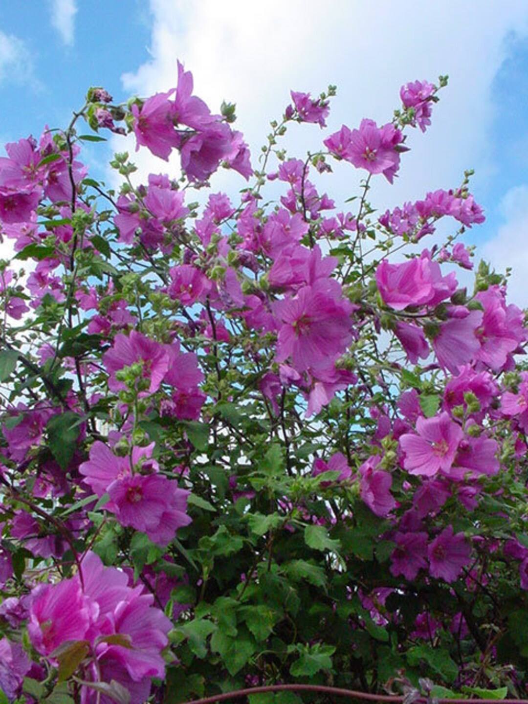 100 Tree Mallow Flower Seeds | Rose Mallow| Lavatera Trimestris| - Etsy