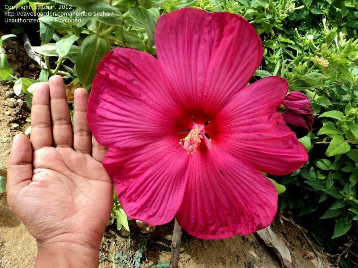 100 Tree Mallow Flower Seeds Rose Mallow Lavatera - Etsy