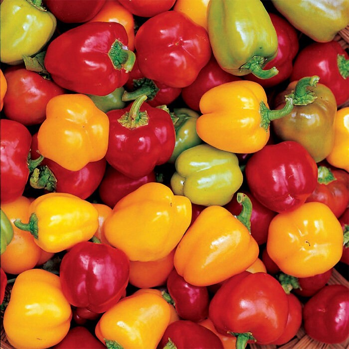 30 Mini Bell Pepper Mix Seeds | Heirloom | Organic | Non Gmo - Etsy