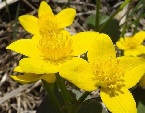 100 Swamp Marigold Flower Seeds, Marsh Marigold, Reseeds Each Year ...