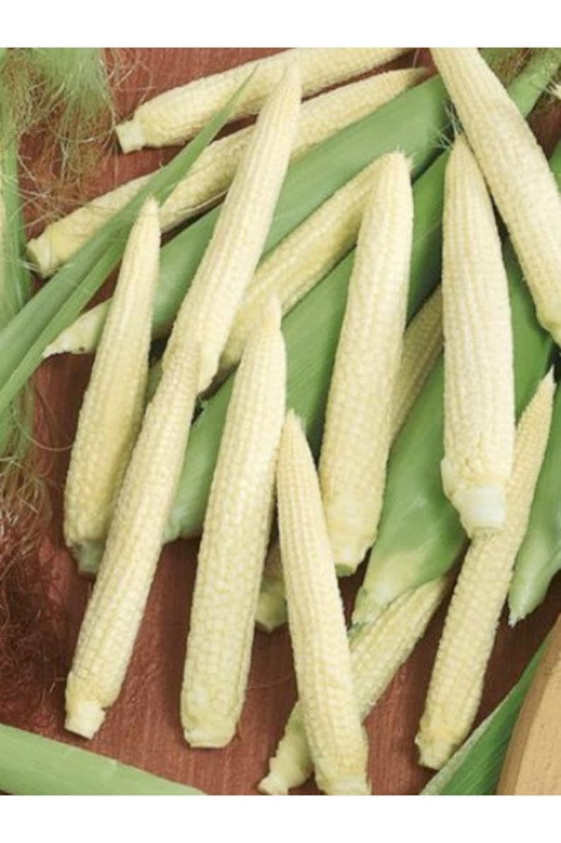 30 Heirloom Baby Corn Seeds, Japanese Hullness, Mini Corn Seeds, Non ...