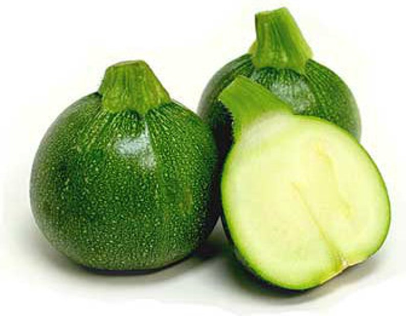 60 Round Zucchini Squash Seeds, Tatume Zucchini, Organic, Non GMO ...