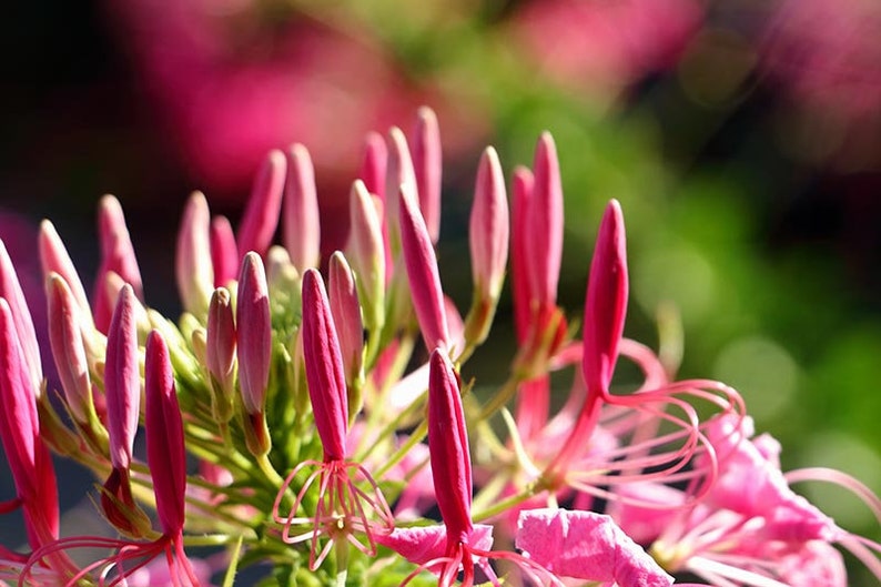 200 Cleome Spider Mix Seeds, Flower, Cleome Hasslerana, Deer Resistant ...