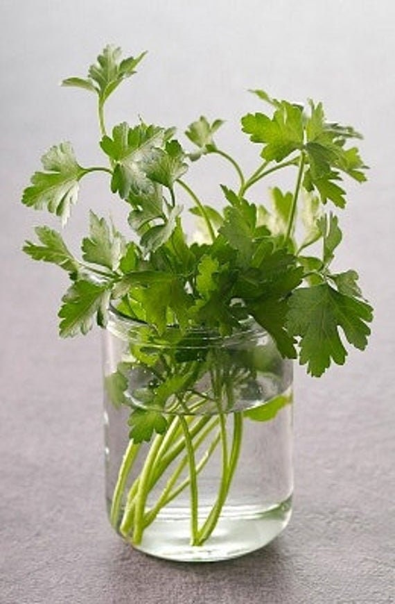 Home & Living Heirloom Cilantro Seeds Herb Garden Organic Seed Non Gmo ...