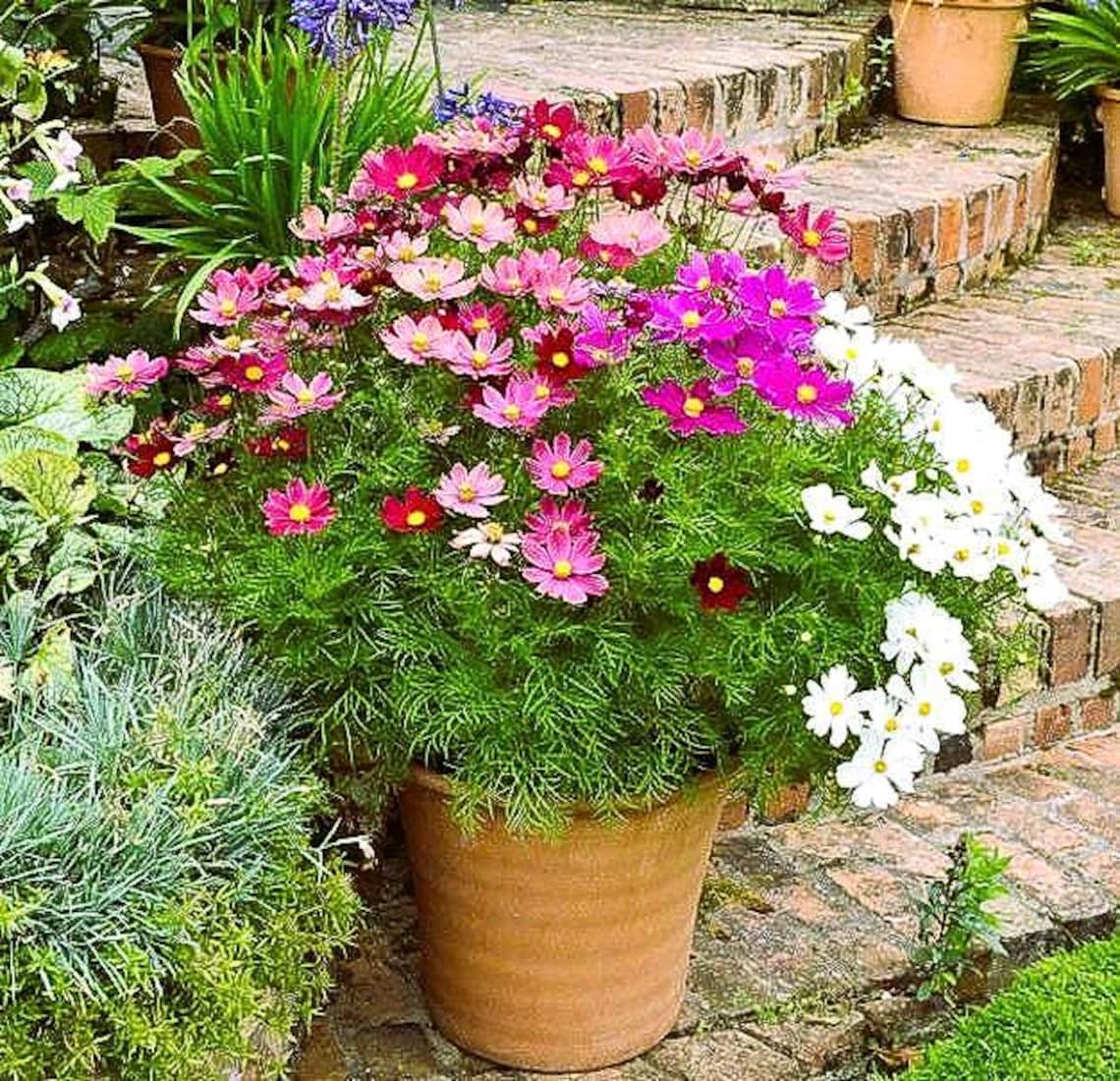 100 Dwarf Cosmos Mix Flower Seeds, Pink, White, Maroon - Etsy